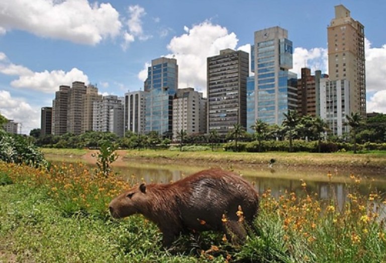 AS CAPIVARAS DOS RIOS TIETÊ E PINHEIROS | ÁGUA, VIDA & CIA – Fernando ...