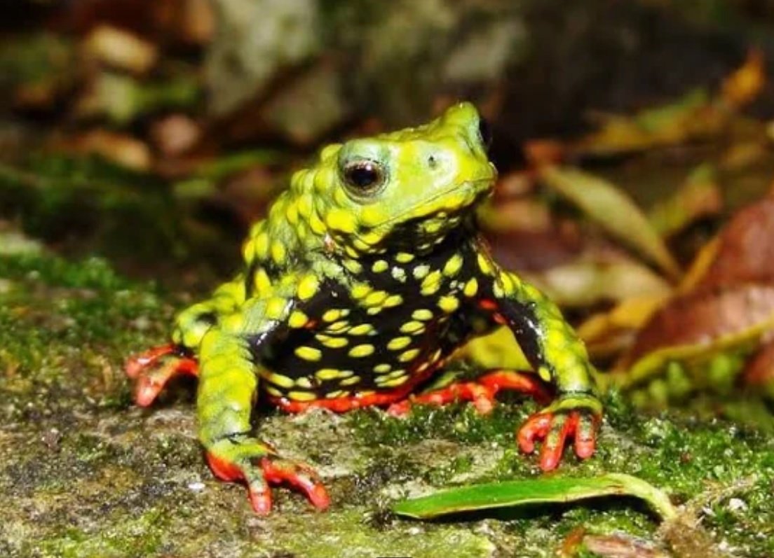VOCÊ CONHECE O SAPINHO-ADMIRÁVEL-DE-BARRIGA-VERMELHA? | ÁGUA, VIDA ...
