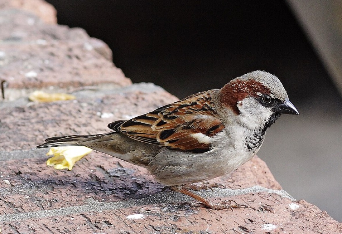 A ASCENSÃO E A QUEDA DOS PARDAIS | ÁGUA, VIDA & CIA – Fernando José de Sousa